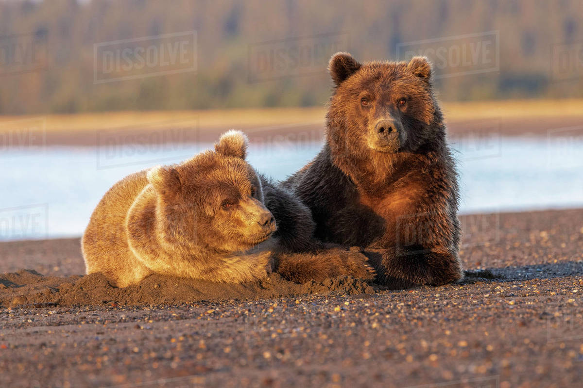 Adult female grizzly bear and cub sleeping together on beach at sunrise ...