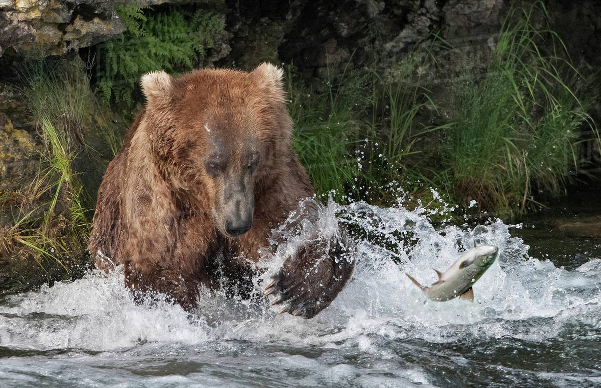 Brown Bear catching salmon at Brooks Falls, Katmai National Park ...