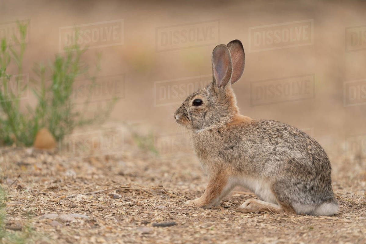 USA, Arizona, Sonoran Desert. Desert Cottontail pausing in its travels ...