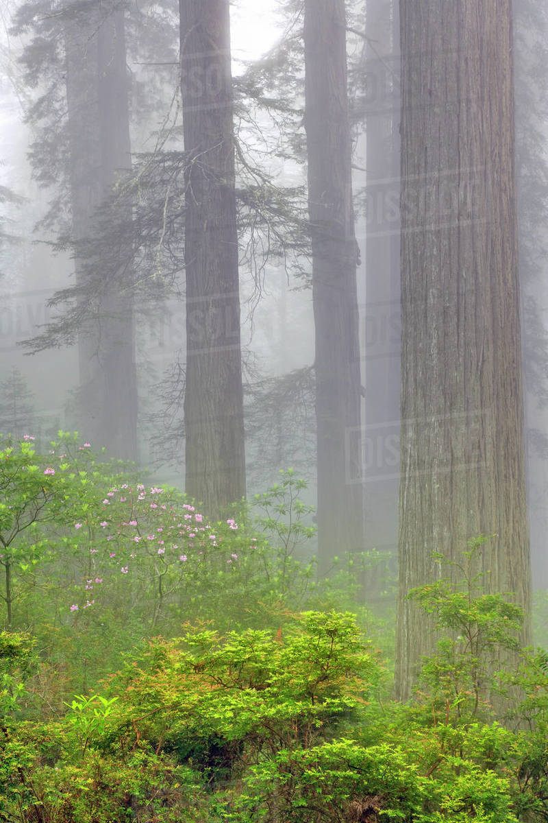 Redwood trees and Pacific Rhododendron in fog, Redwood National Park ...