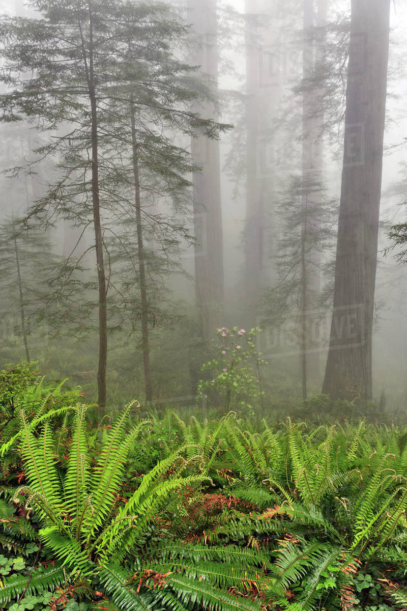 Redwood trees and ferns in fog. Redwood National Park, California ...