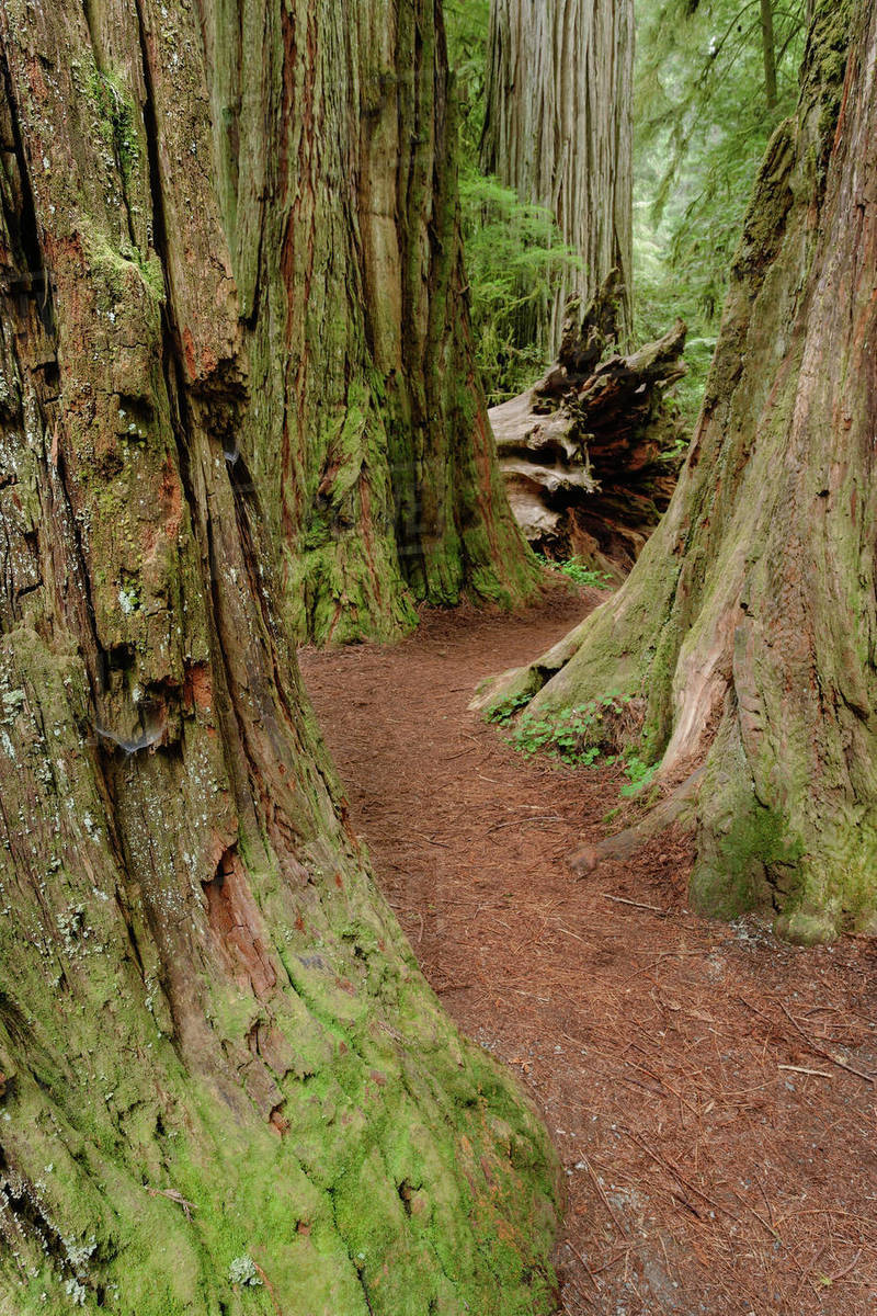 Pathway through redwood trees. Redwood National Park, California ...