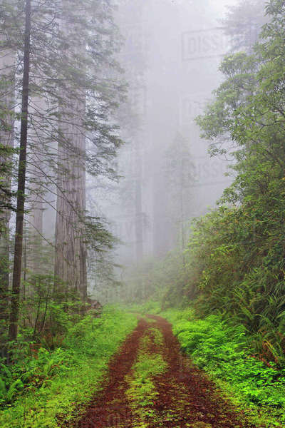 Old roadway through foggy redwood forest, Redwood National Park ...