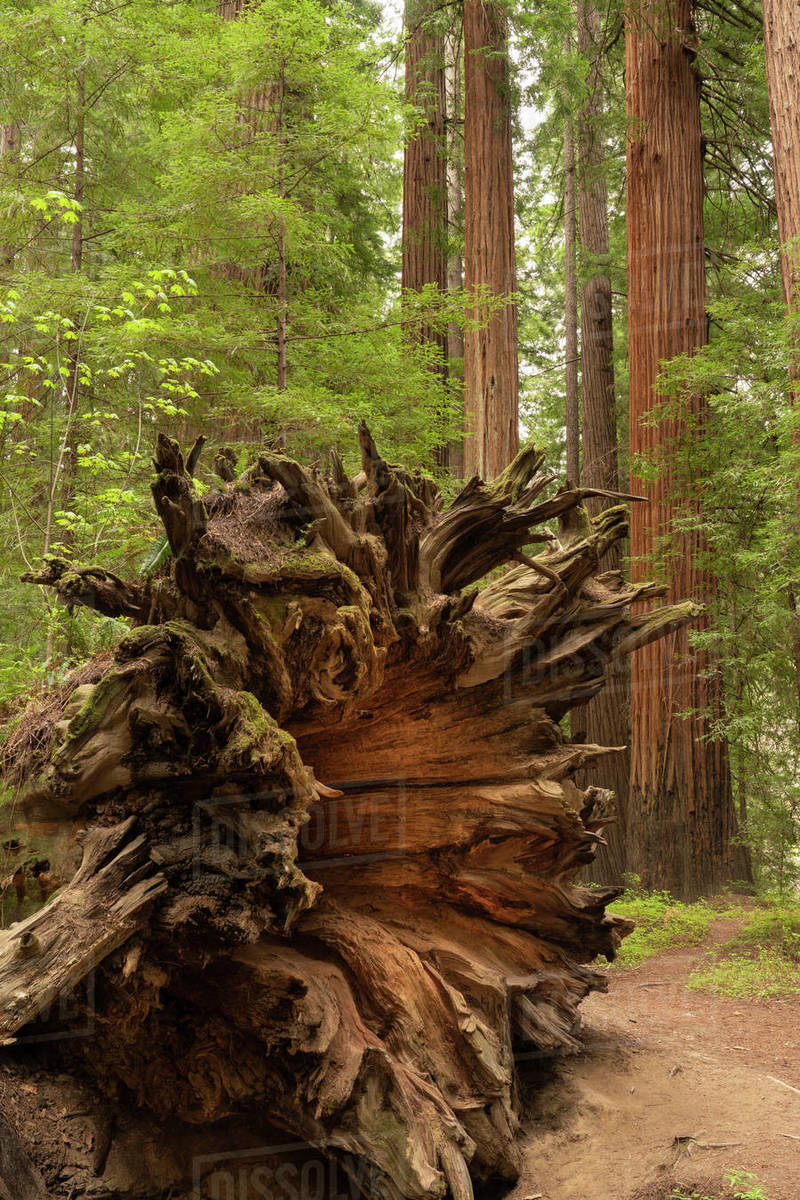 USA, California, Humboldt Redwoods State Park. Upturned roots of fallen ...