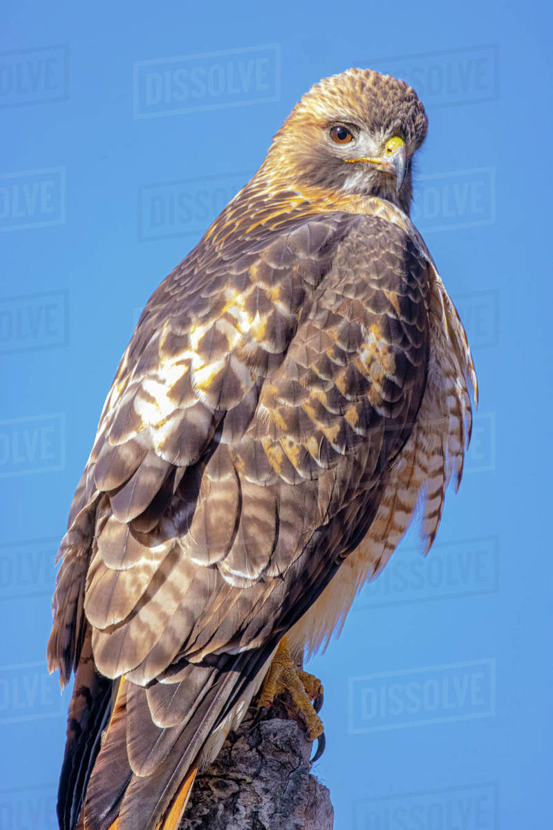 USA, Colorado, Ft. Collins. Adult red-tailed hawk close-up. - Royalty ...