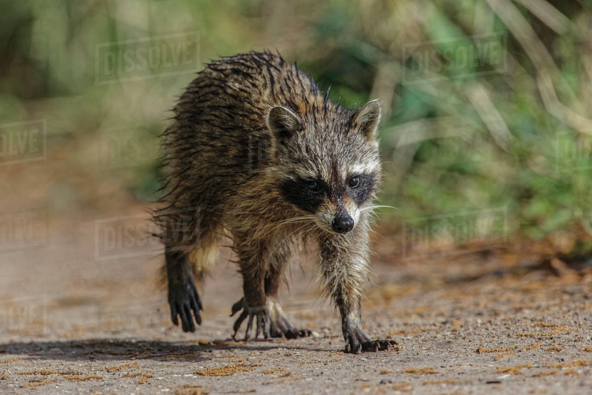 Raccoon walking, Circle B Ranch, Florida - Royalty-free Stock Photo ...