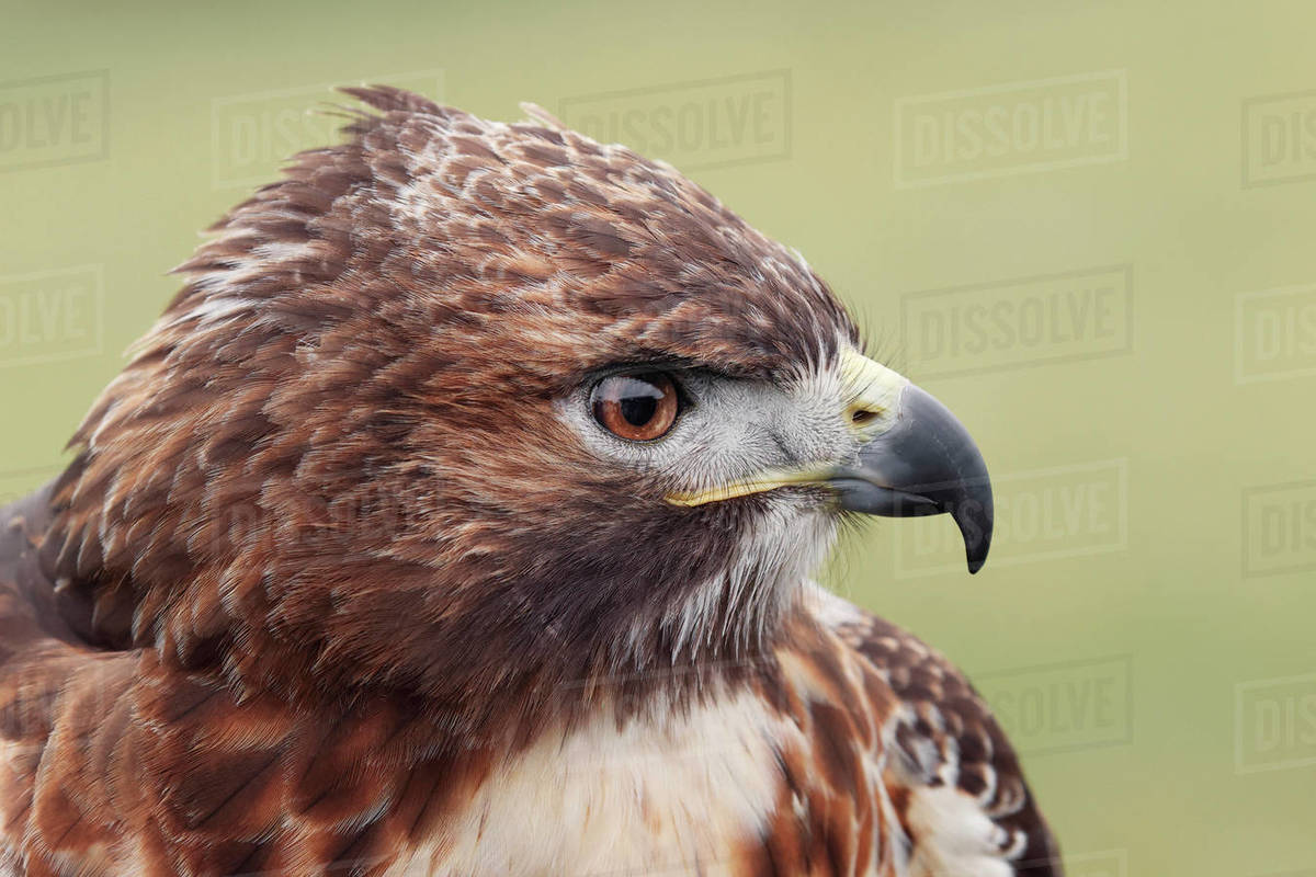 Red-tailed hawk, Florida - Royalty-free Stock Photo | Dissolve