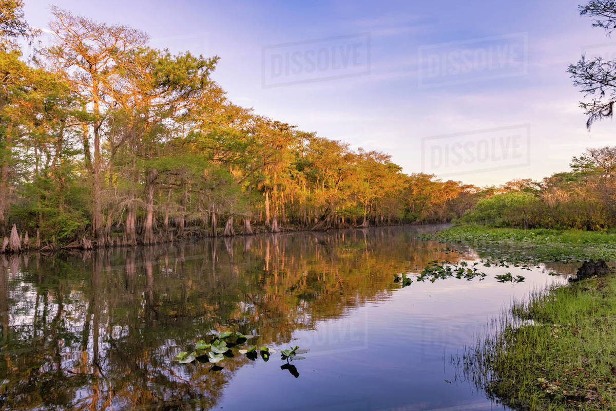 Early spring view of cypress trees reflecting on blackwater area of St ...