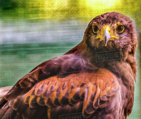 Colorful red-tailed hawk looking for prey, Florida. - Royalty-free ...