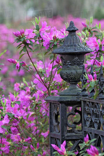 Iron fence and azaleas in full bloom, Bonaventure Cemetery, Savannah ...