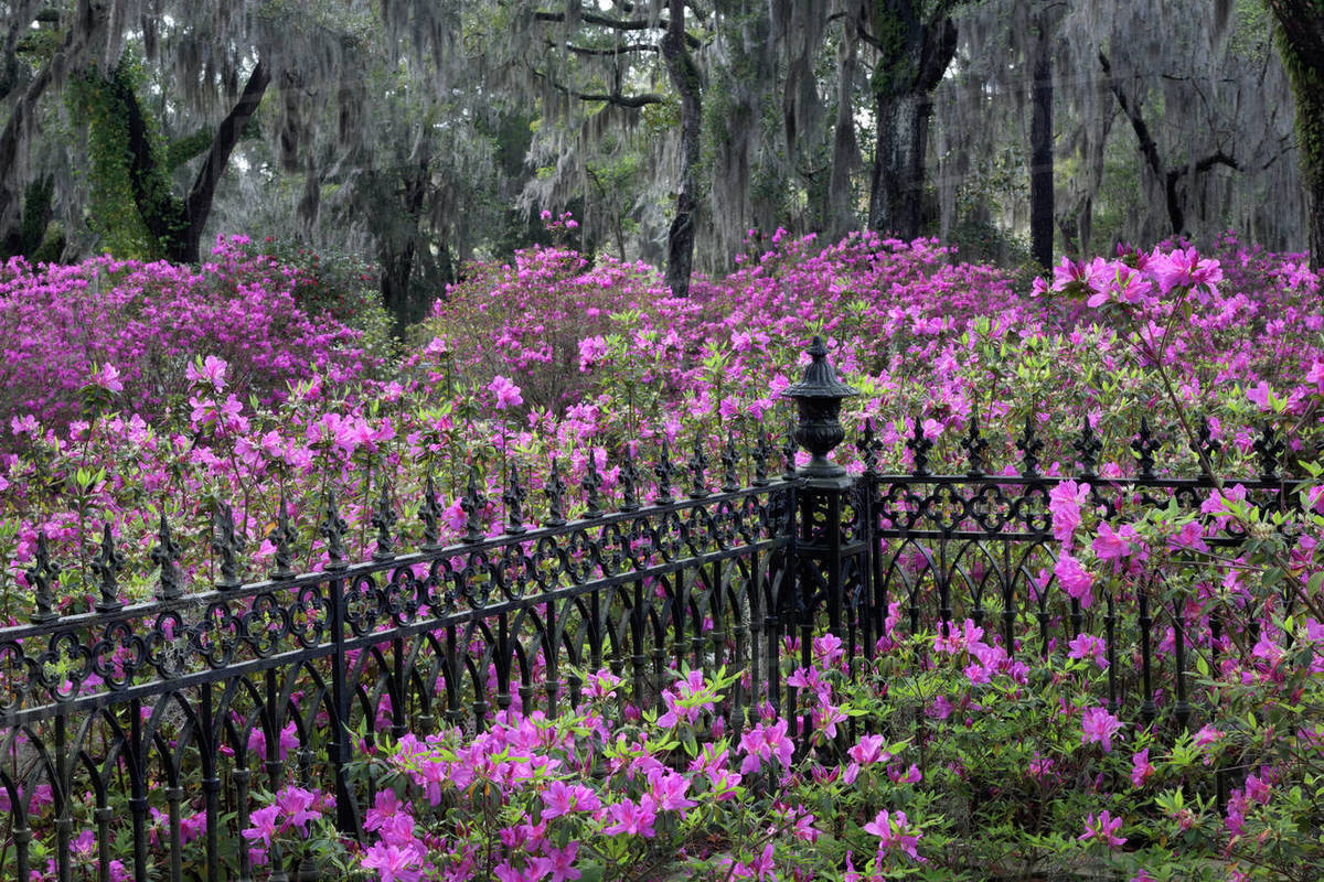 Iron fence and azaleas in full bloom, Bonaventure Cemetery, Savannah ...