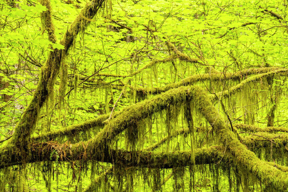 USA, California, Jedediah Smith Redwoods State Park. Maple tree moss ...