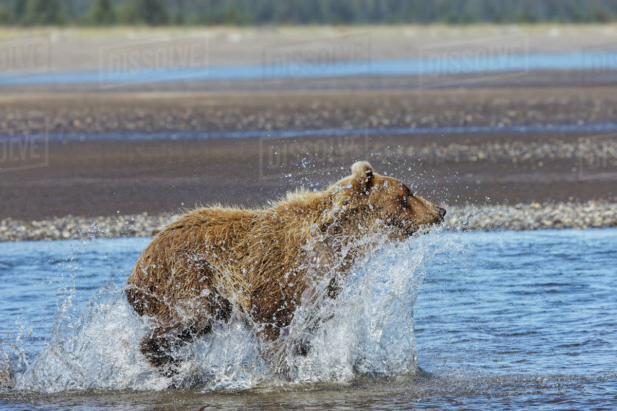 Grizzly bear chasing fish in Silver Salmon Creek, Lake Clark National ...