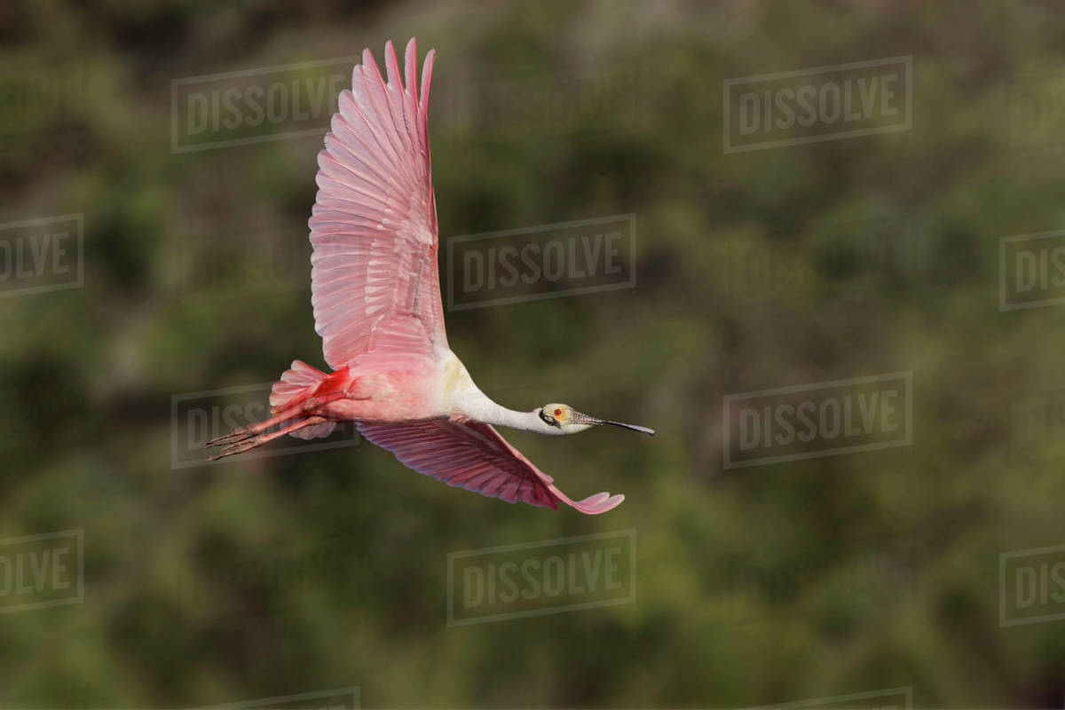 Roseate spoonbill flying, Stick Marsh, Florida - Stock Photo - Dissolve