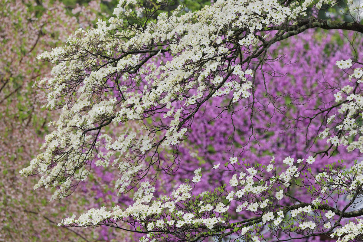 Flowering dogwood tree and distant Eastern redbud, Kentucky - Royalty ...