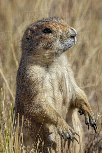 Black-tailed prairie dog, Greycliff Prairie Dog Town State Park, near ...