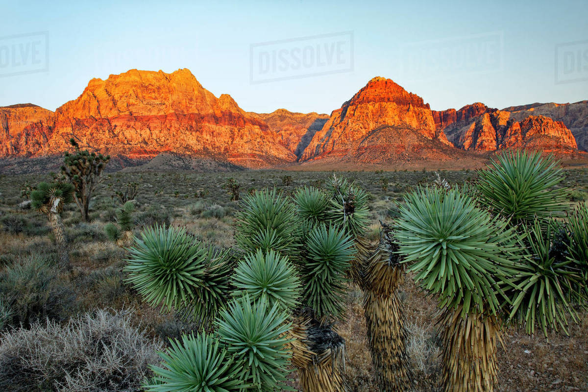 Joshua tree, Yucca brevifolia and sunset on red rocks, Valley of Fire ...