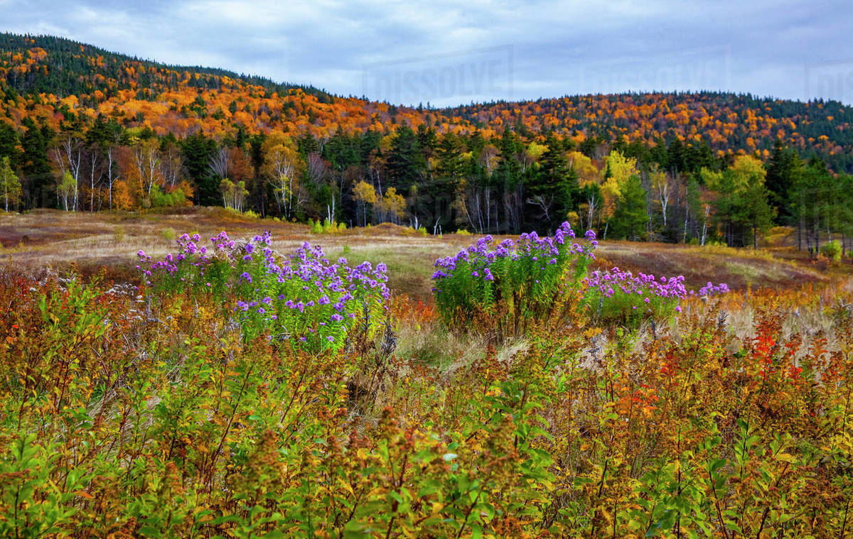 USA, New Hampshire, New England field off of highway 302 with Autumn ...