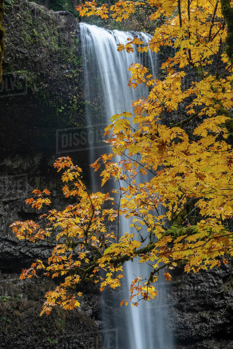 USA, Oregon, Silver Falls State Park. Tall waterfall and forest in ...