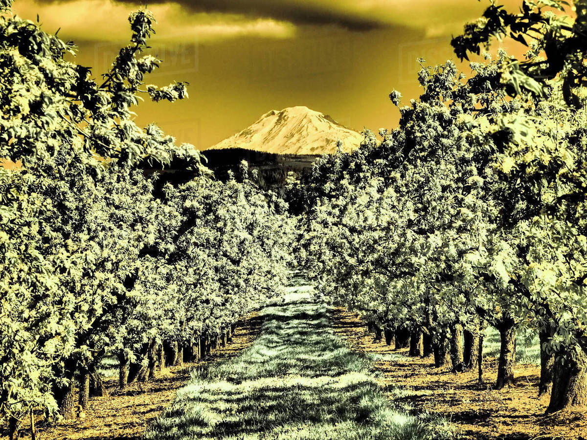 USA, Oregon, Columbia Gorge. Infrared of Spring orchards and Mount ...
