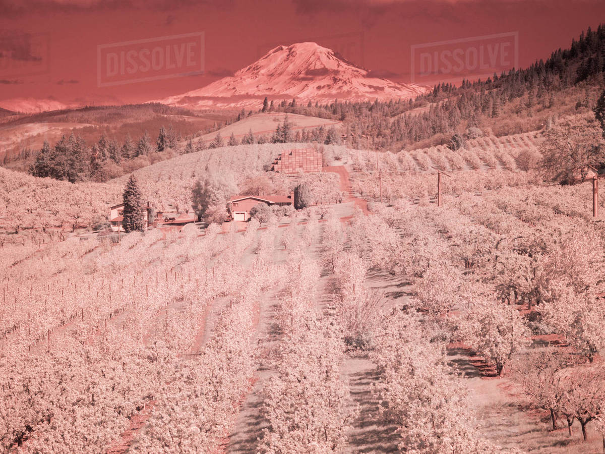 USA, Oregon, Columbia Gorge. Infrared of Spring orchards and Mount ...