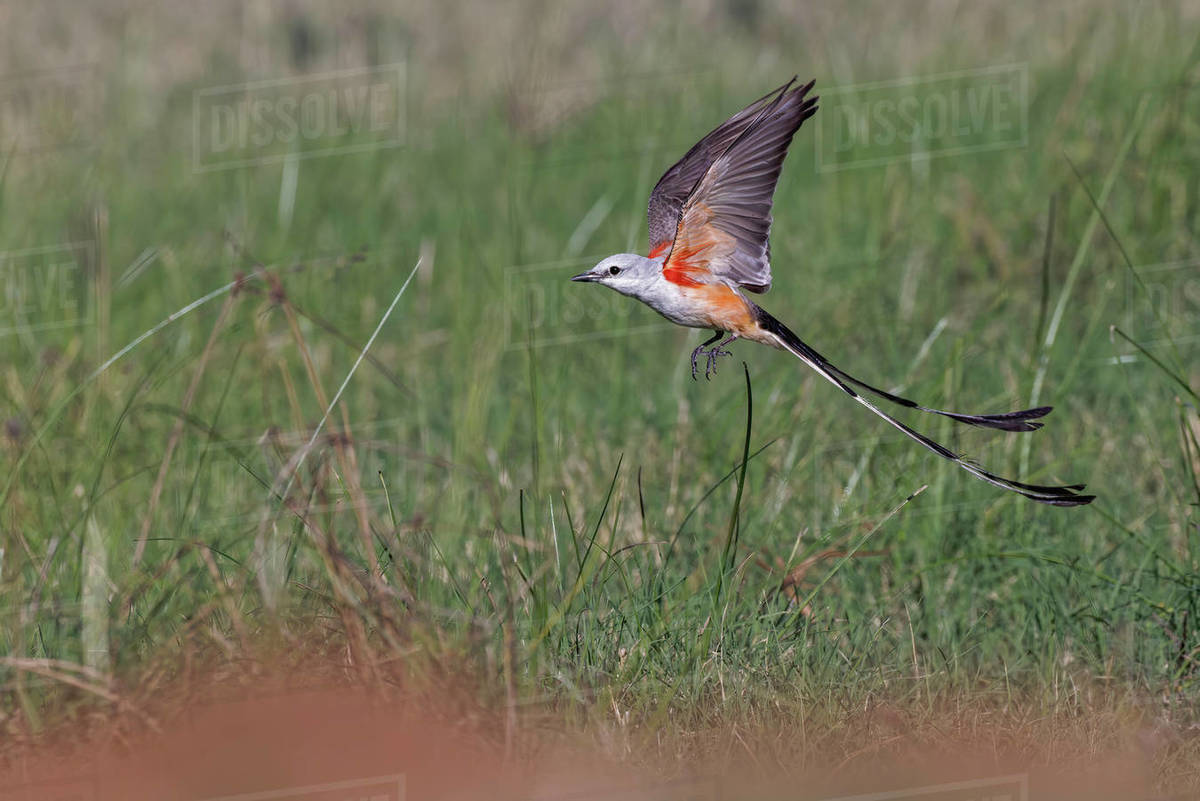 Scissor-tailed flycatcher flying, Rio Grande Valley, Texas - Royalty ...