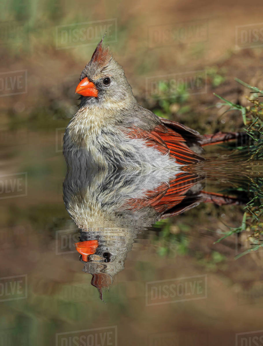 Female northern cardinal bathing and reflection on small pond. Rio ...