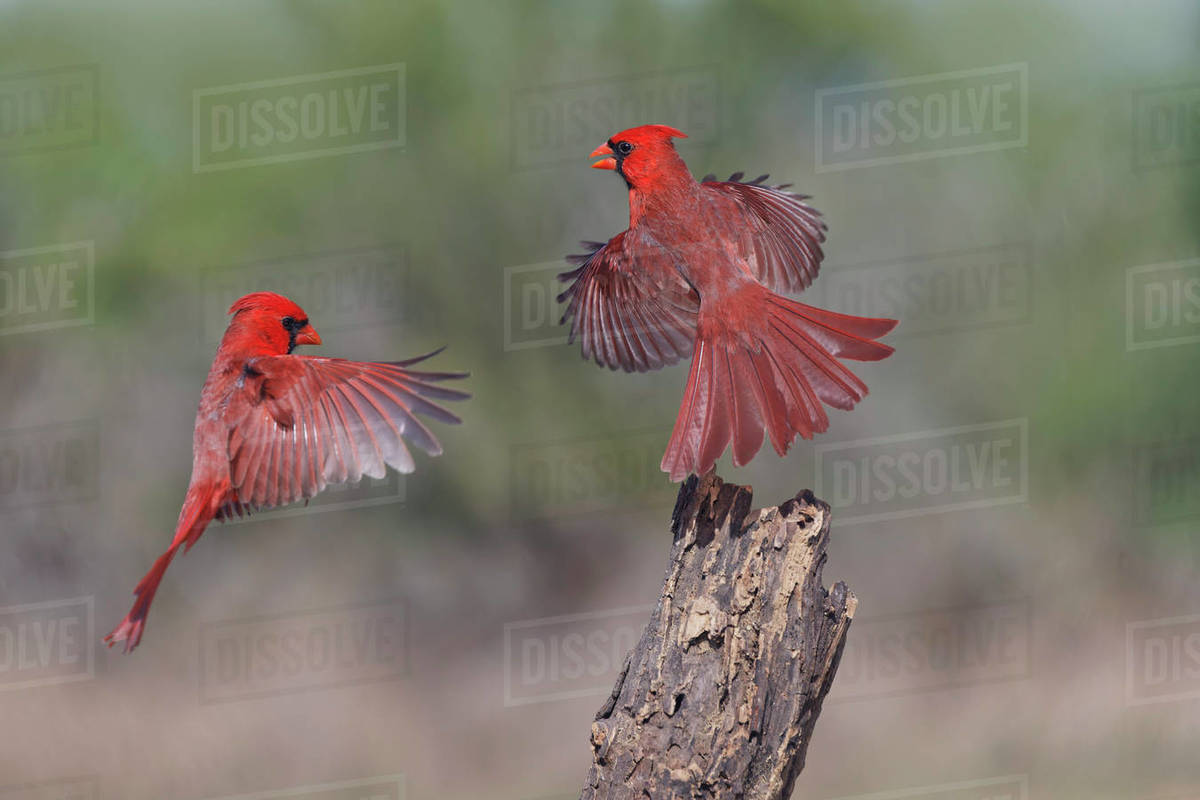 Male Northern Cardinals flying. Rio Grande Valley, Texas - Royalty-free ...