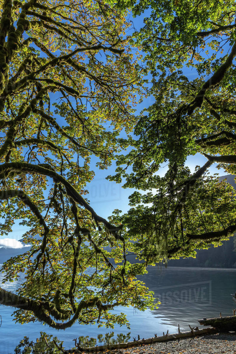 USA, Washington State, Olympic National Park. Alder tree branches ...