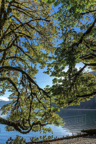 USA, Washington State, Olympic National Park. Alder tree branches ...
