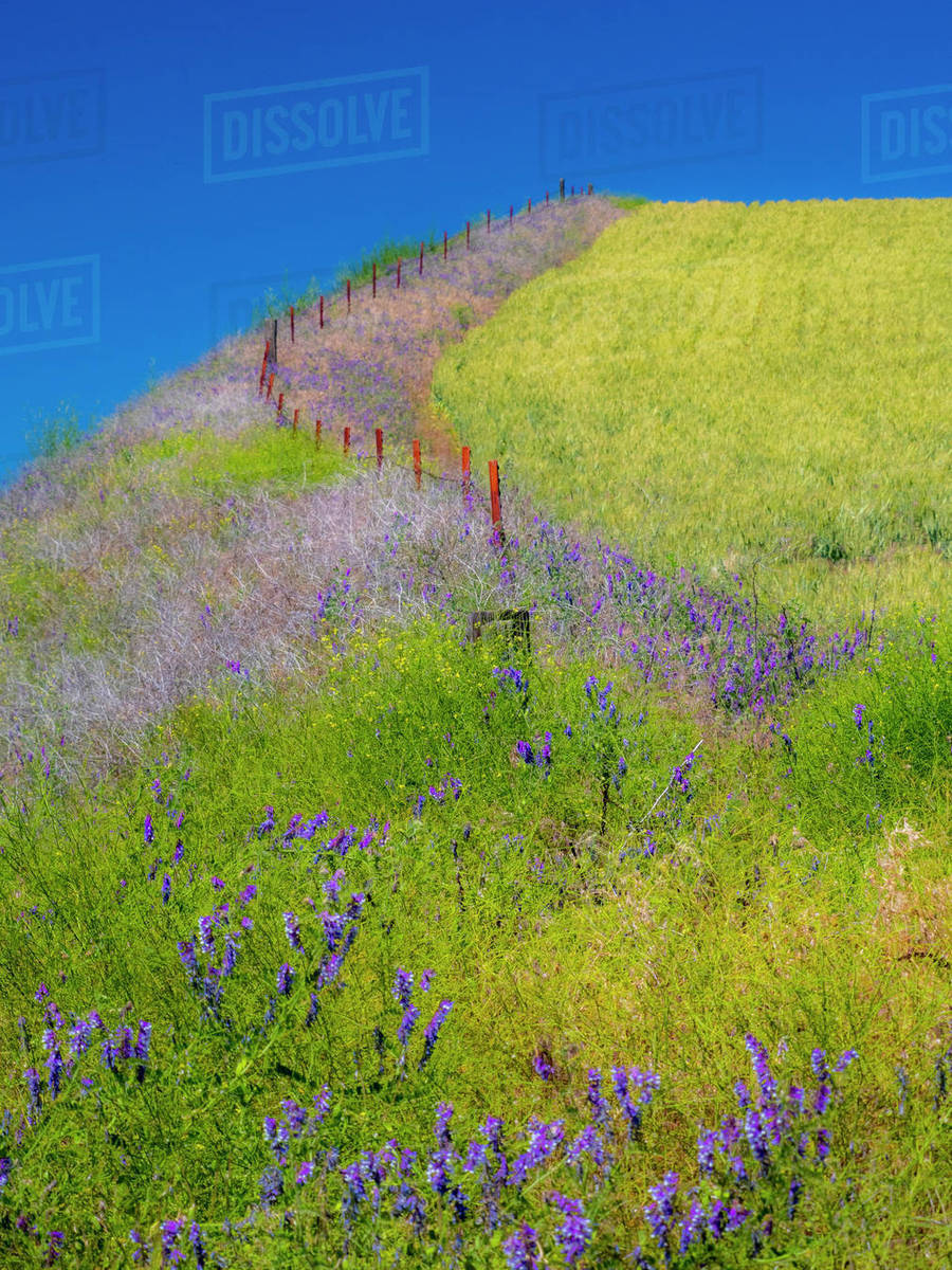 USA, Washington State, Winona winter wheat with fence line and ...