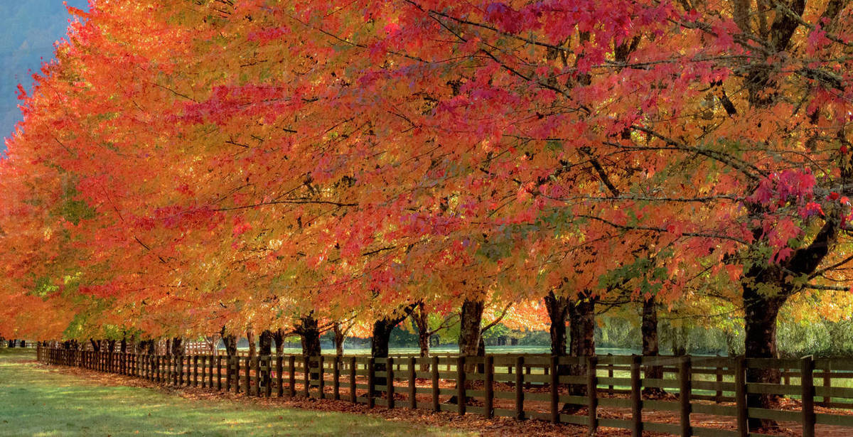 USA, Washington State, North Bend fence and tree lined driveway in fall ...