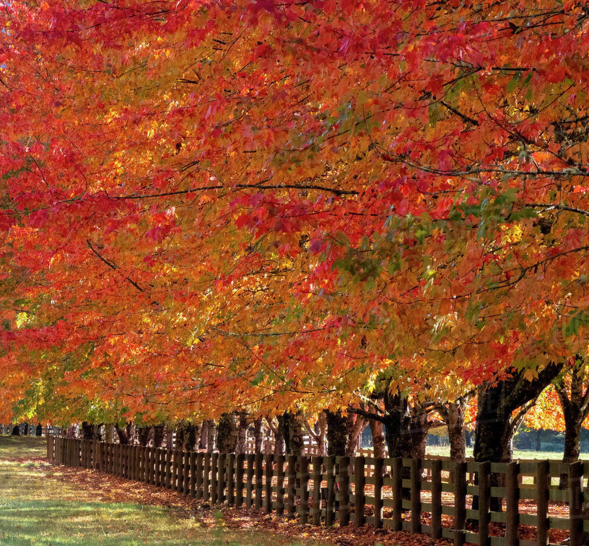 USA, Washington State, North Bend fence and tree lined driveway in fall ...