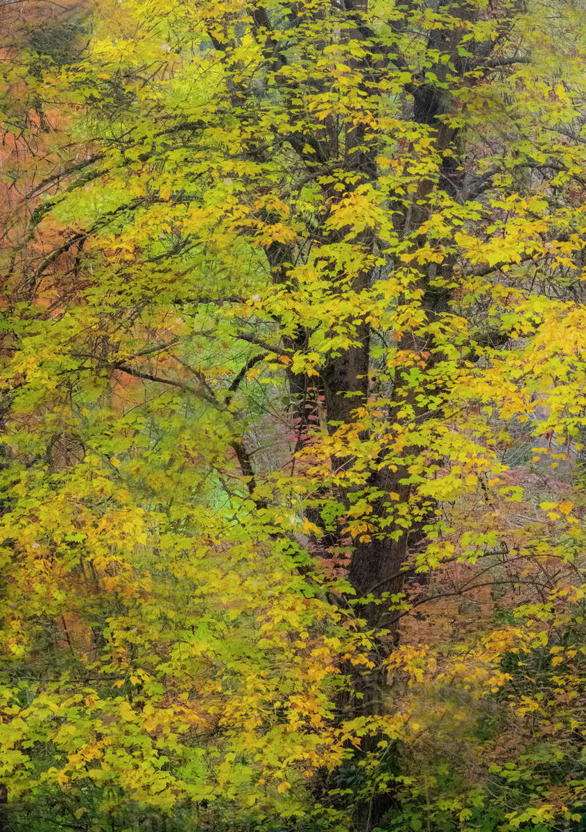 USA, Washington State, Easton and fall colors on Big Leaf Maple and ...