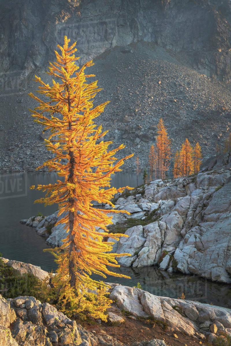 Subalpine Larches in golden autumn color. Stiletto Lake, North Cascades ...