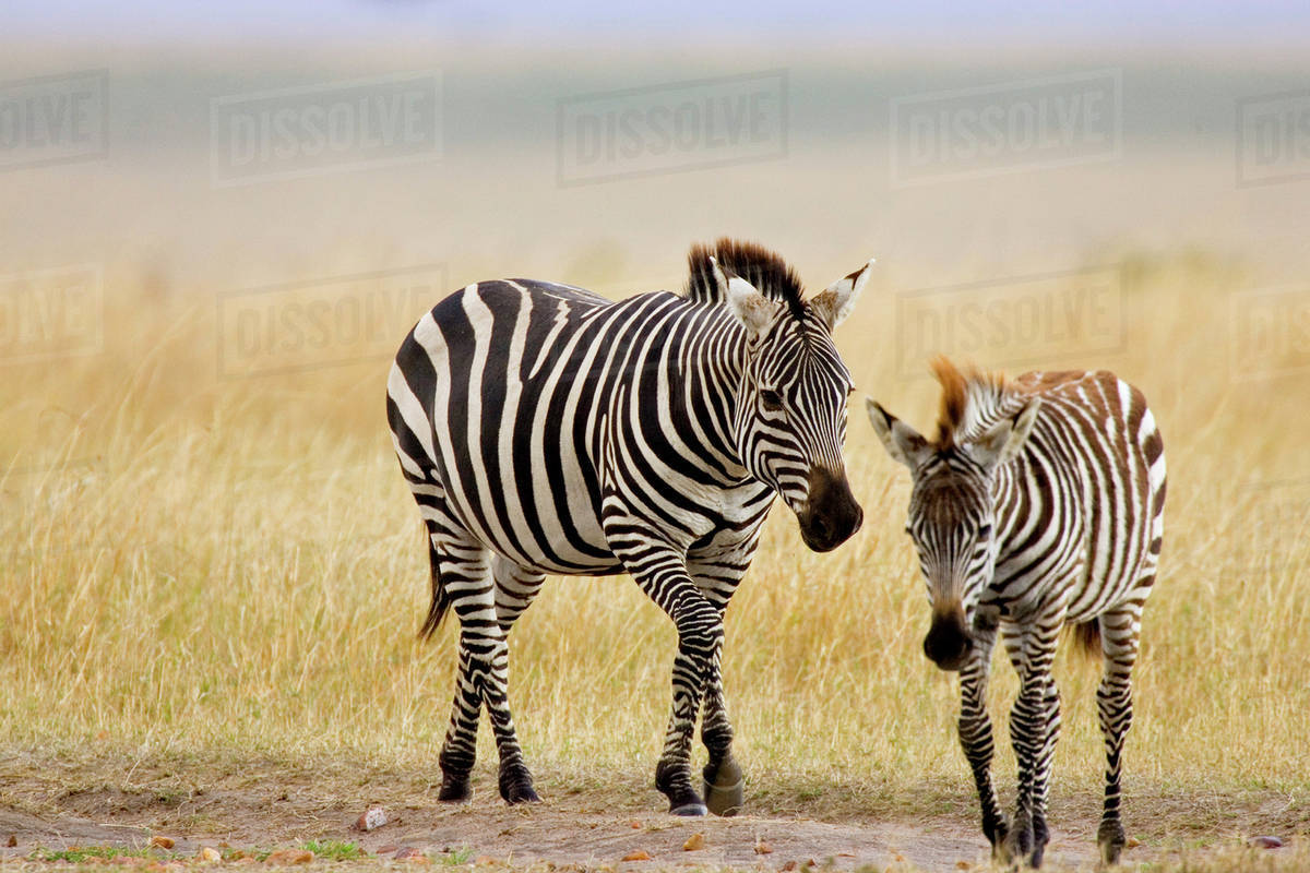 A zebra with a juvenile zebra strolling on the Maasai Mara. - Royalty ...