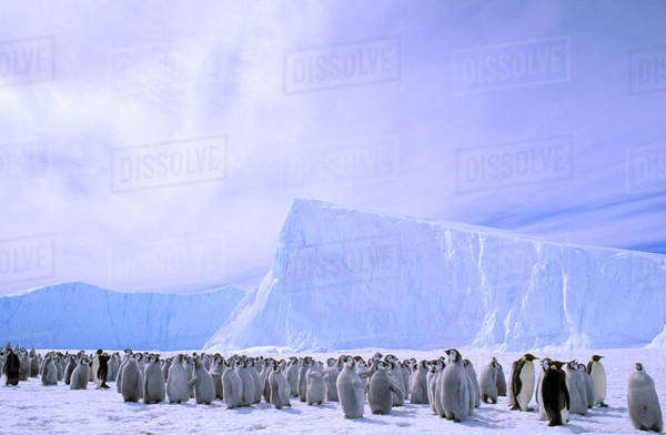 Antarctica, Australian Antarctic Territory, Auster 'EP' Rookery ...