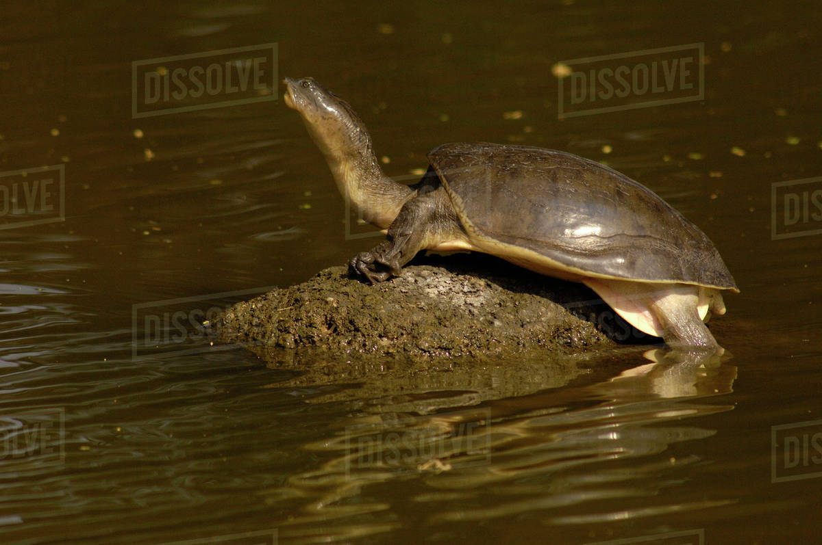 Indian Flapshell turtle (Lissemys punctata). Gujarat. W INDIA ...