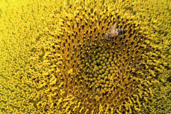 Thailand, Northern Thailand, Chang Mai, Bee on sunflower. - Royalty ...