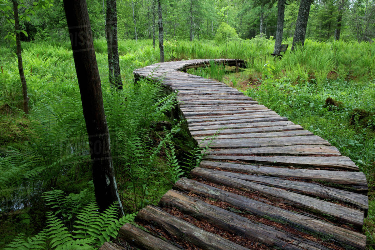Canada, New Brunswick. Log walkway in forest. - Royalty-free Stock ...