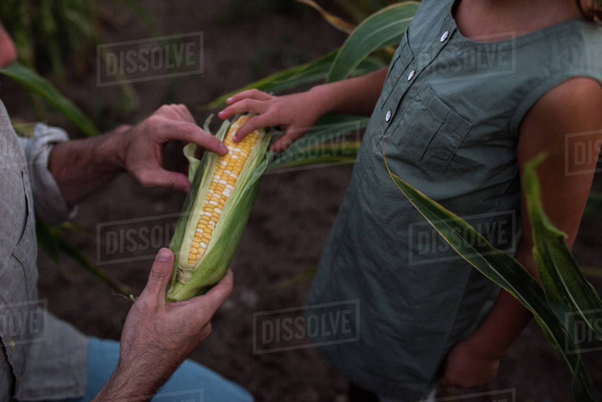Father showing daughter freshly picked corn, mid section - Royalty-free ...