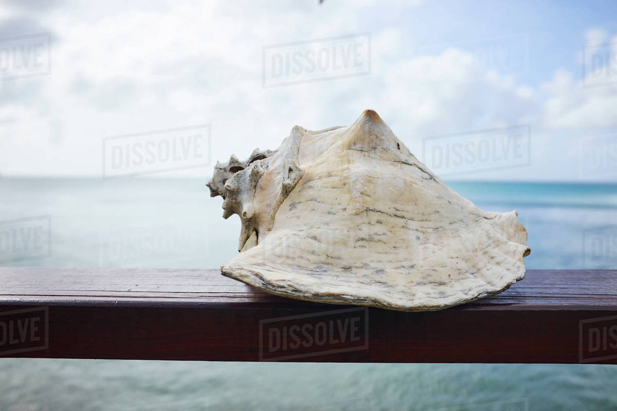 Conch shell, Saint Lucia, Caribbean - Stock Photo - Dissolve