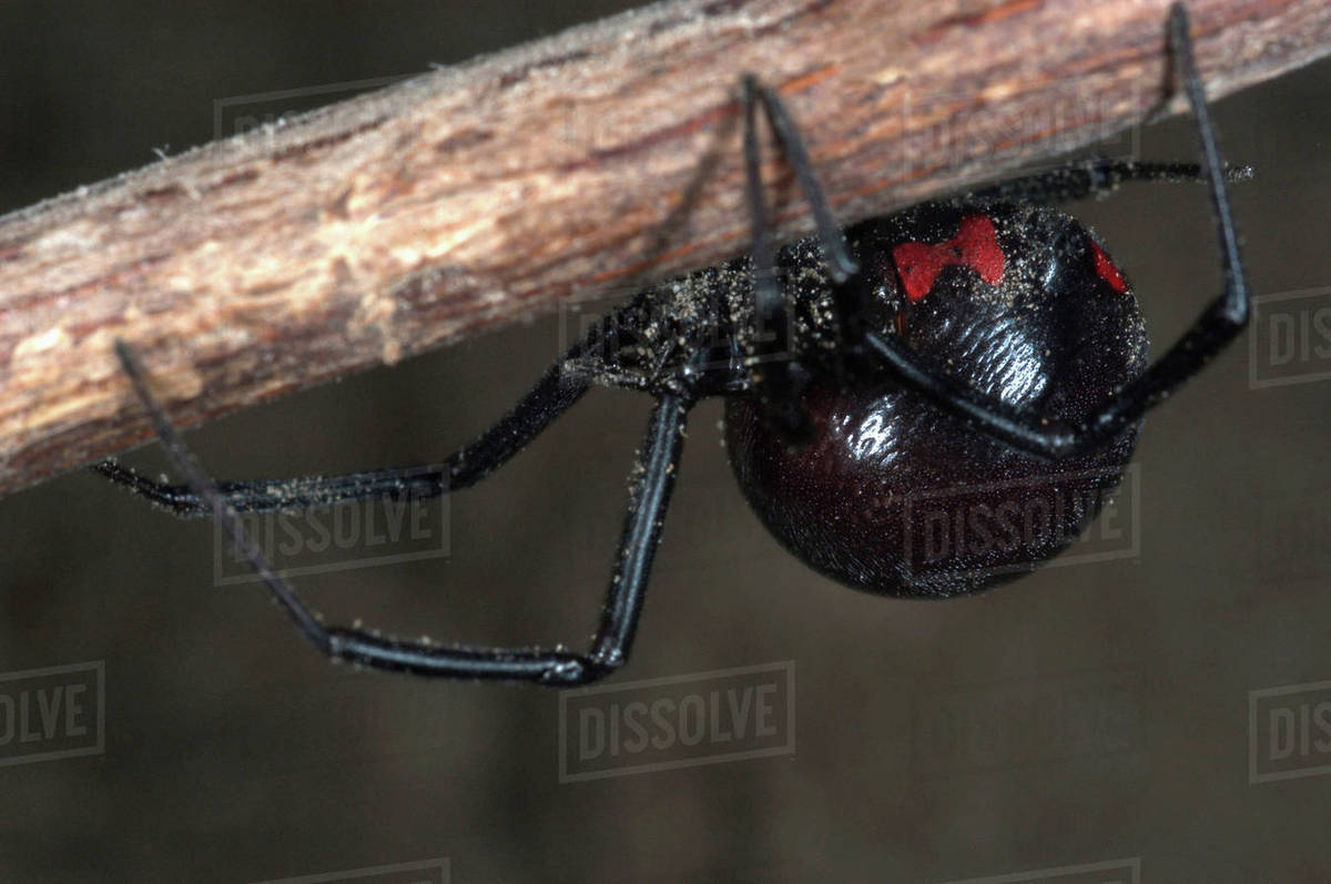 Black widow spider - Stock Photo - Dissolve