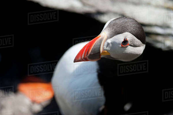 Close up of puffins face - Royalty-free Stock Photo | Dissolve