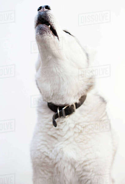 Siberian husky howling - Royalty-free Stock Photo | Dissolve