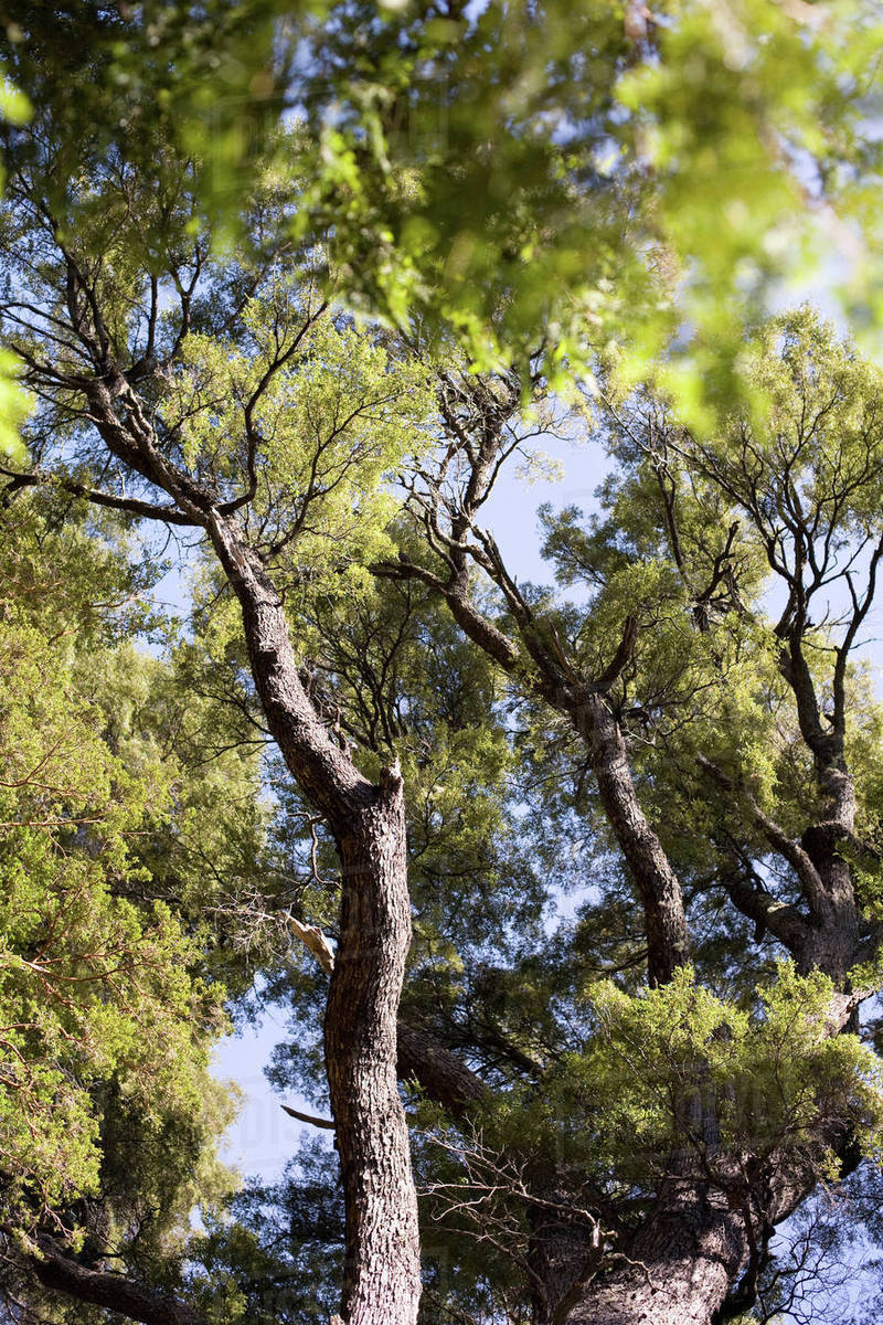 Tree, Los Arrayanes National Park, Bariloche, Argentina - Royalty-free ...