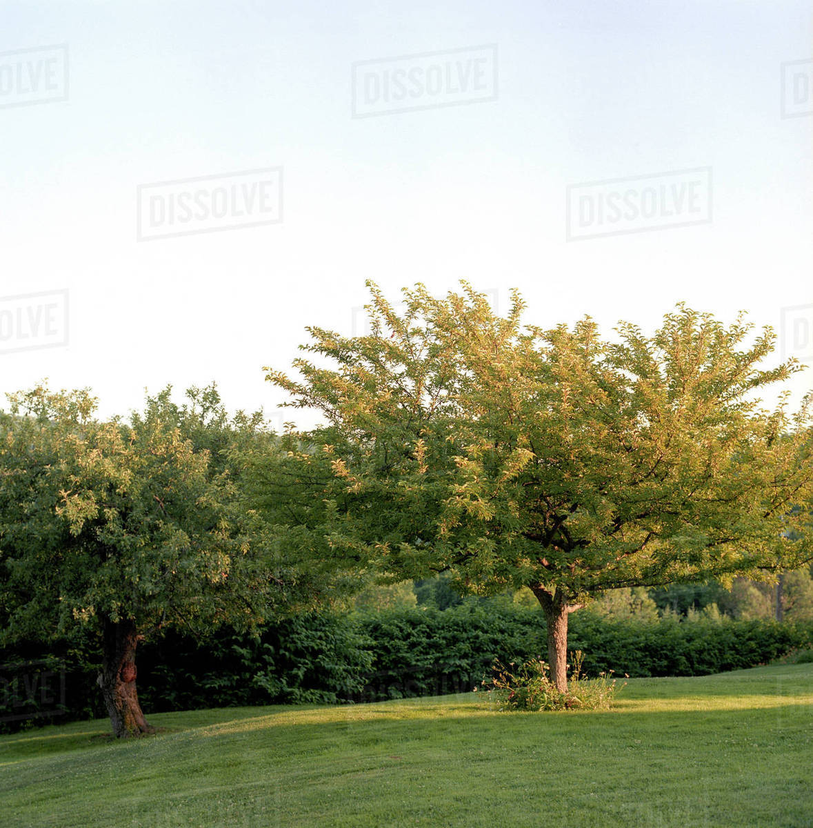 Green grass and trees - Royalty-free Stock Photo | Dissolve