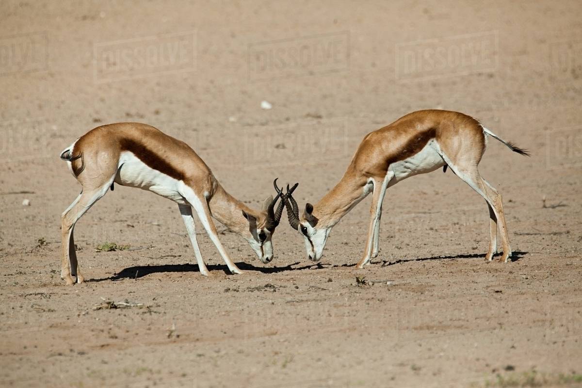 Two springbok fighting - Royalty-free Stock Photo | Dissolve