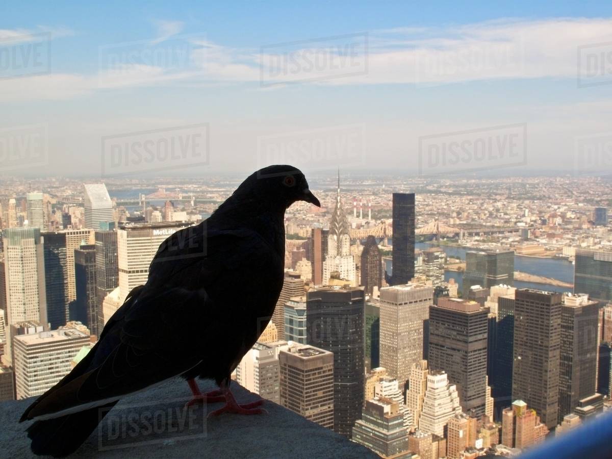 Pigeon looking down on New York City from ledge - Royalty-free Stock ...