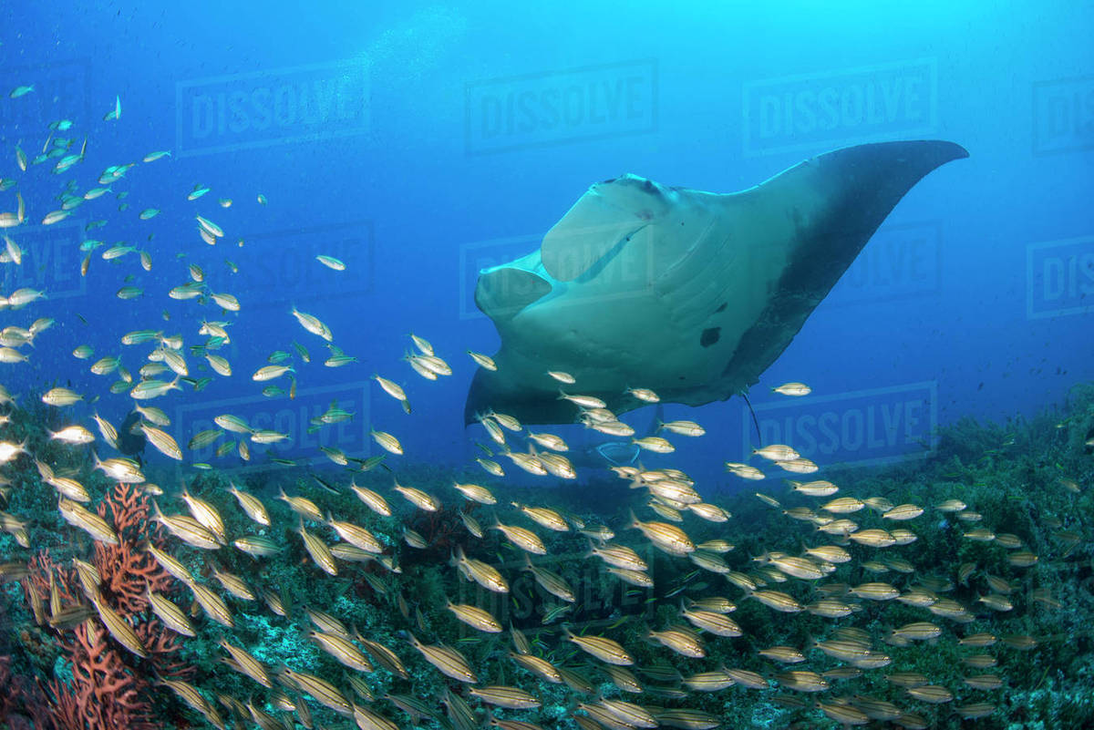 Giant manta swimming over a shoal of small fish, Cancun, Mexico ...